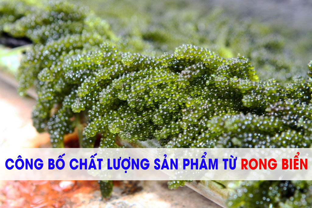 Công bố chất lượng sản phẩm từ rong biển